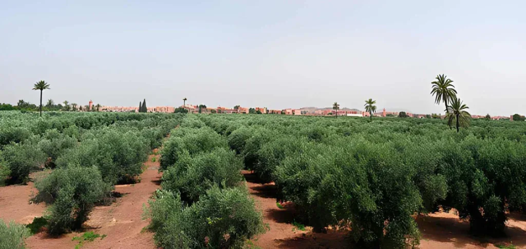 Menara Gardens Marrakech: 7 Beautiful Reasons to Visit + Complete Guide ...